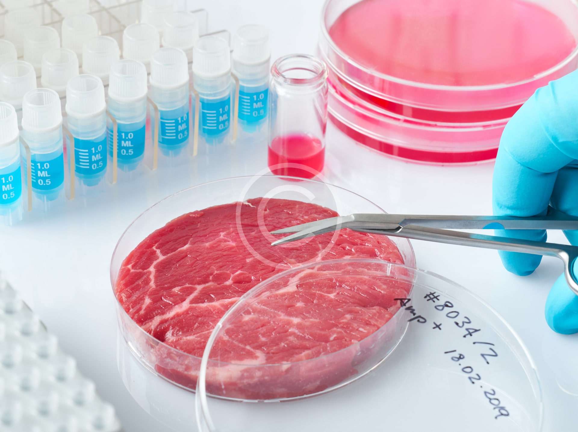 Food testing – Bio Scaffold